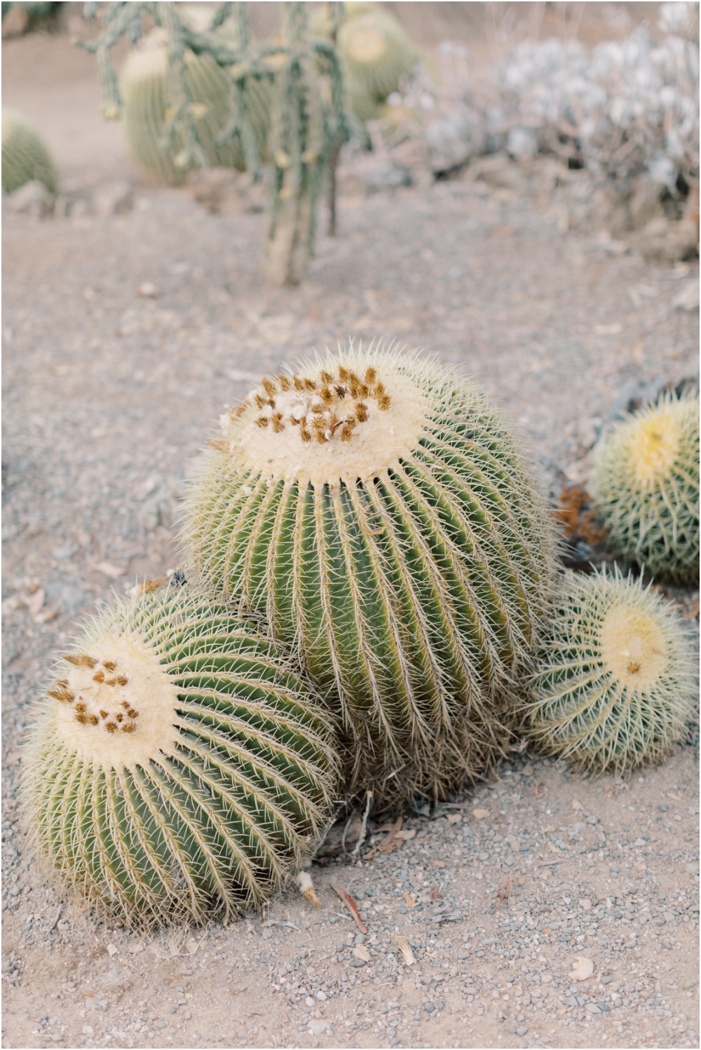 Stanford Cactus Garden Family Session with The Picone Family